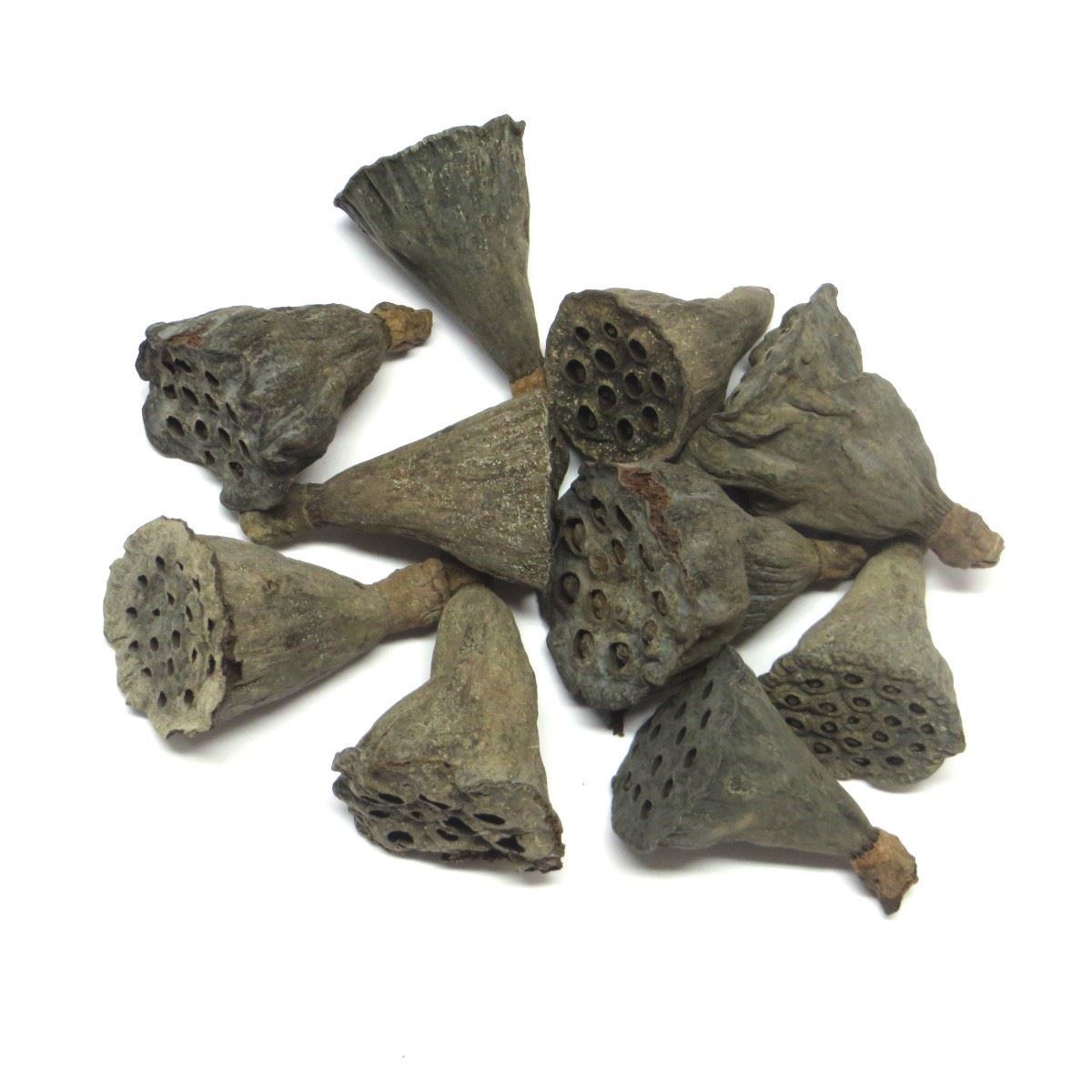 Lotus pod mini - přírodní (100ks) | SPRING TIME s.r.o.