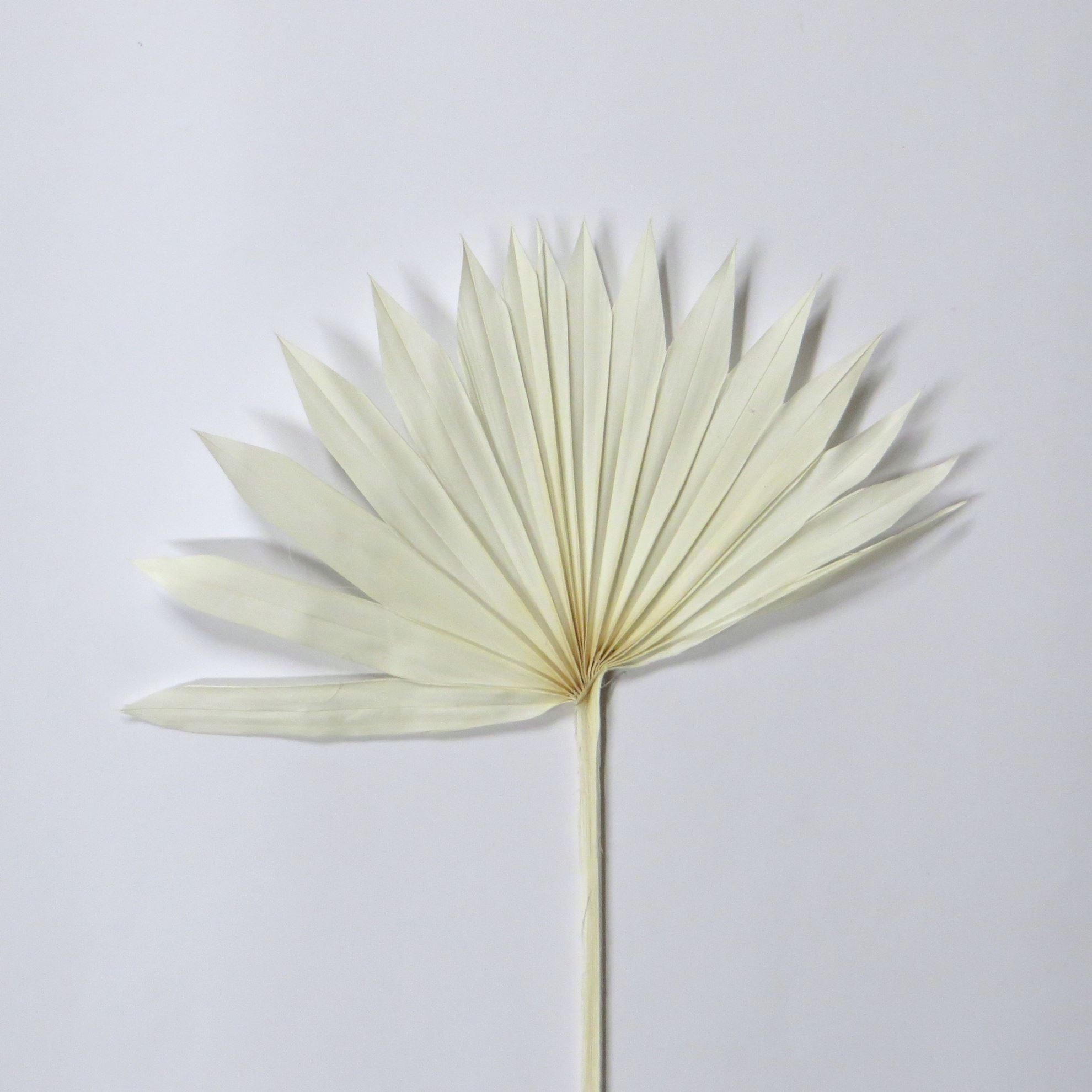 Palm sun spear small - barevný (10ks) | SPRING TIME s.r.o.